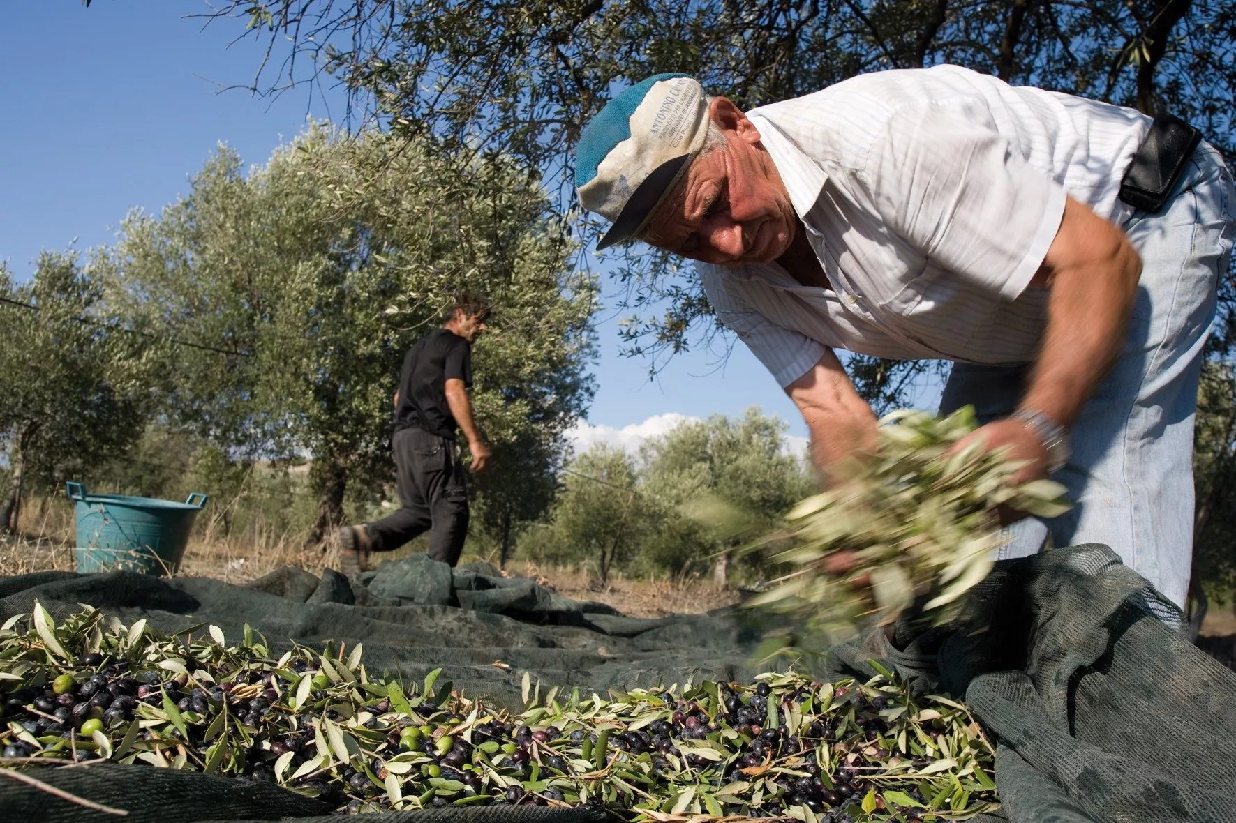 The nutritional benefits of olive oil | Strazzanti Experiences